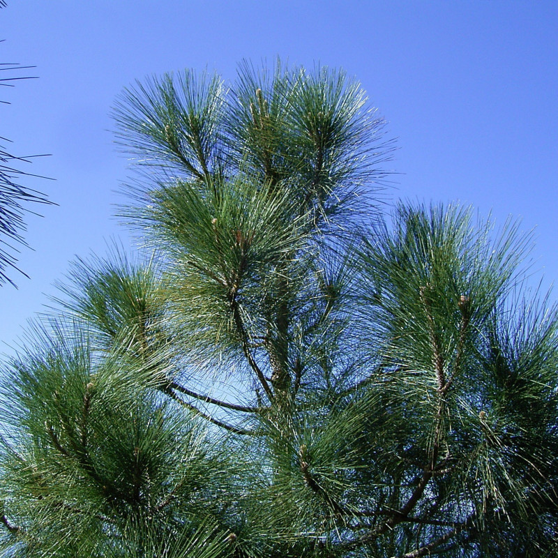 Graines de Pin des Canaries - Semences de Pinus canariensis