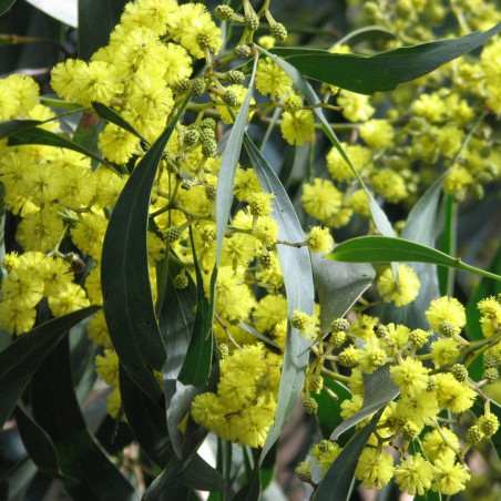 Graines de Mimosa doré - Semences d'Acacia pycnantha