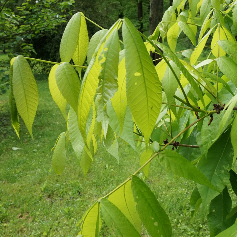 Graines de Caryer lacinié - Semences de Carya laciniosa