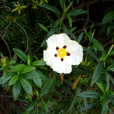 Graines de Ciste à gomme - Semences de Cistus ladanifer