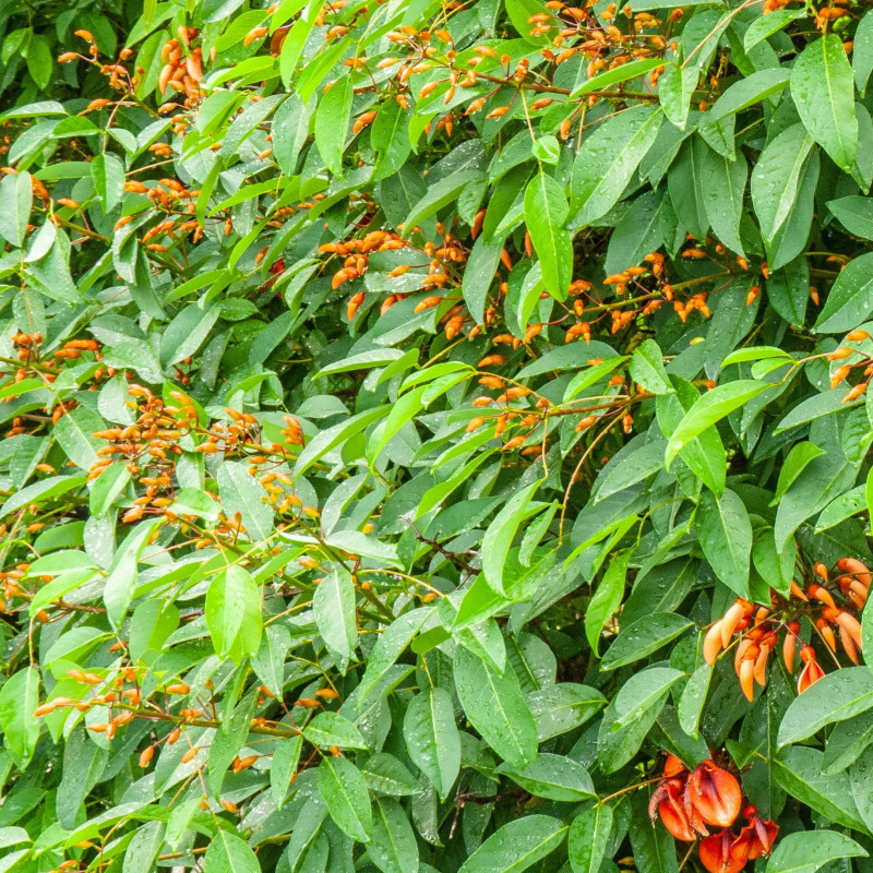 Graines d'Arbre corail - Semences d'Erythrina crista galli