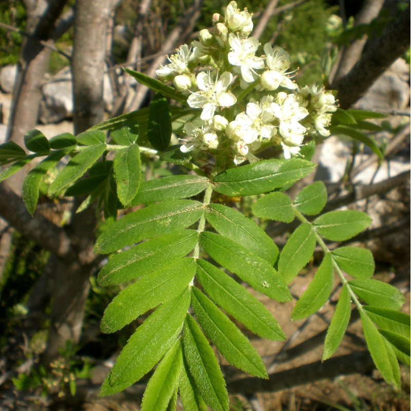 Graines de Cormier - Semences de Sorbus domestica