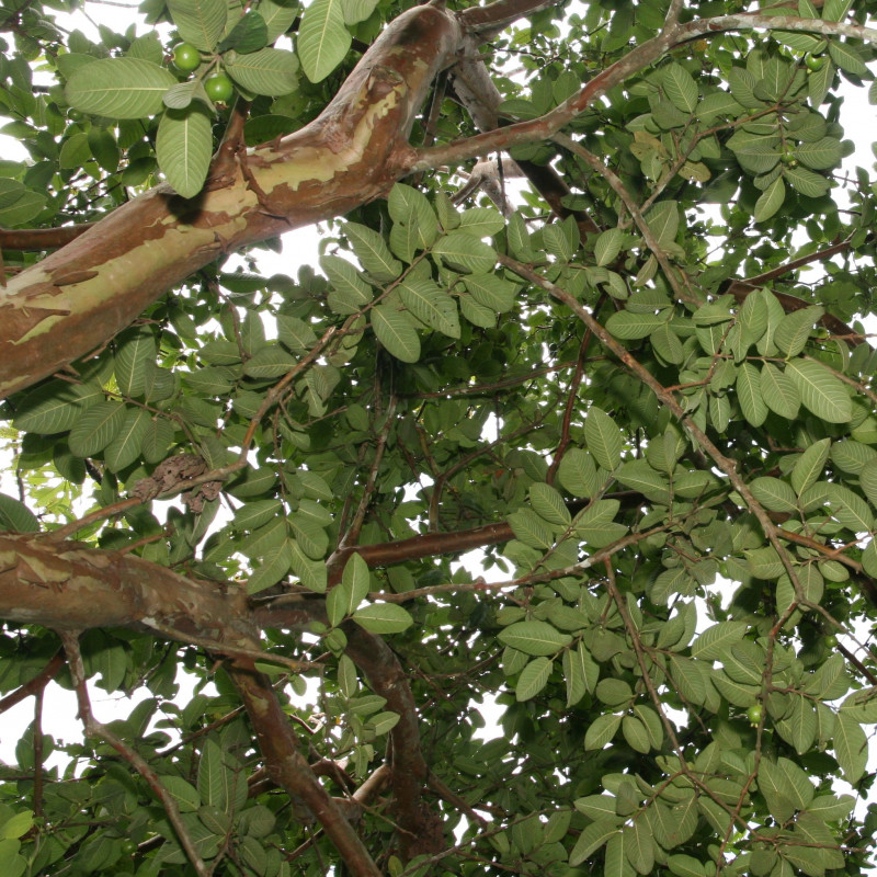 Graines de Goyavier - Semences de Psidium guajava