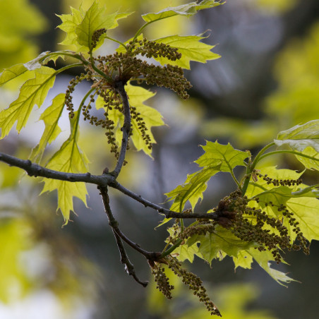 Graines de Chêne rouge d'Amérique - Semences de Quercus Rubra