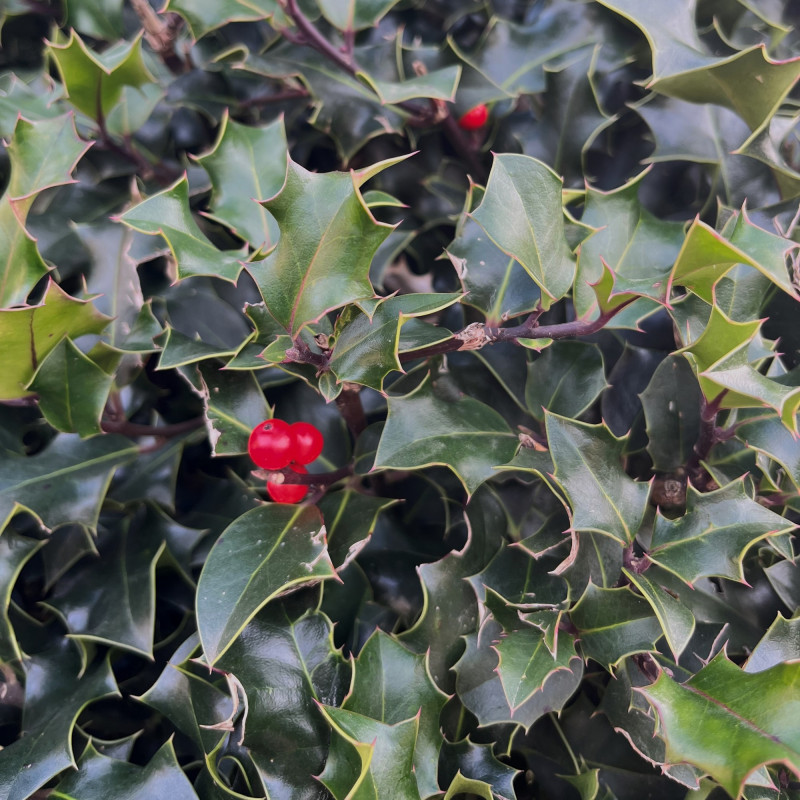 Graines de Houx commun - Semences d'Ilex aquifolium