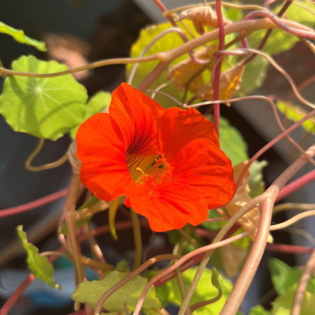 Graines de Capucines - Semences de Tropaeolum majus