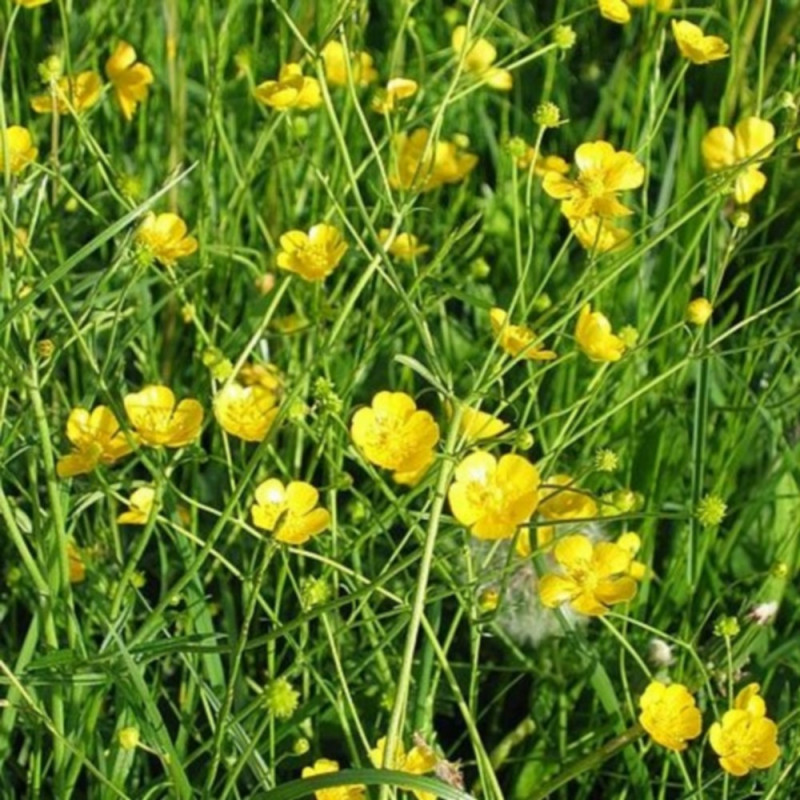 Graines de Renoncule âcre, Bouton d'or - Semences de Ranunculus acris