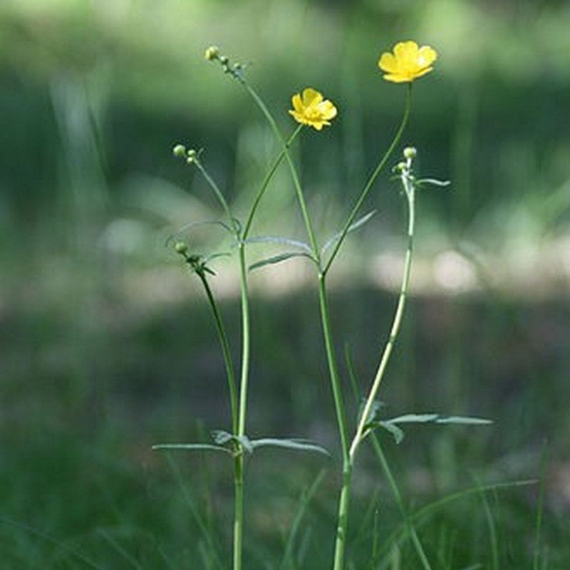 Graines de Renoncule âcre - Semences de Ranunculus acris - Végétal local