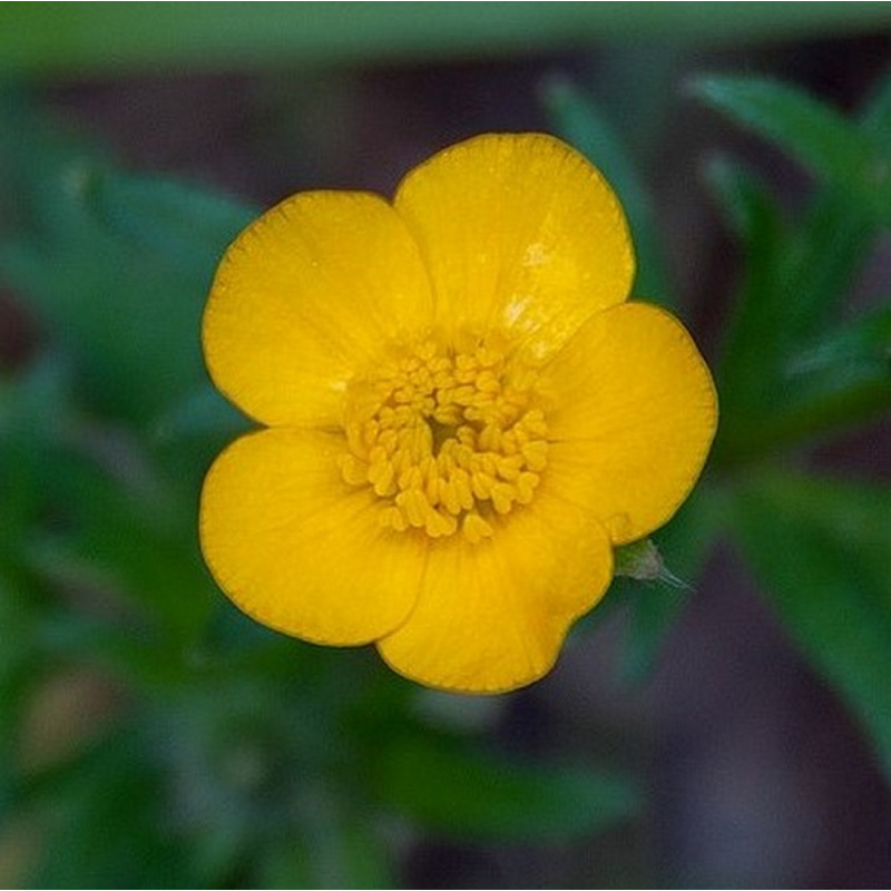Graines de Renoncule âcre - Semences de Ranunculus acris - Végétal local