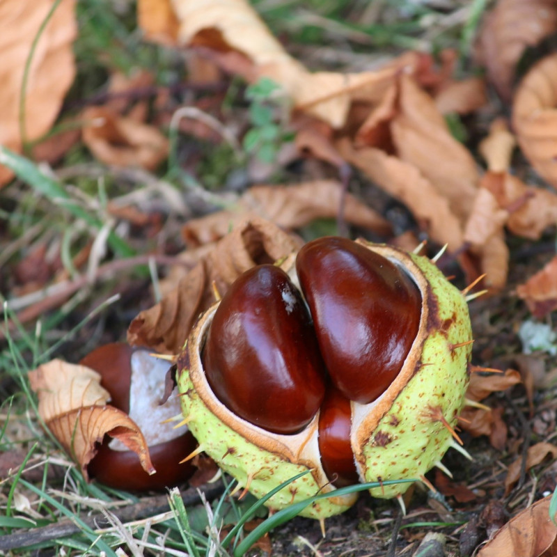 Graines de marronnier commun - Semences d'Aesculus hippocastanum