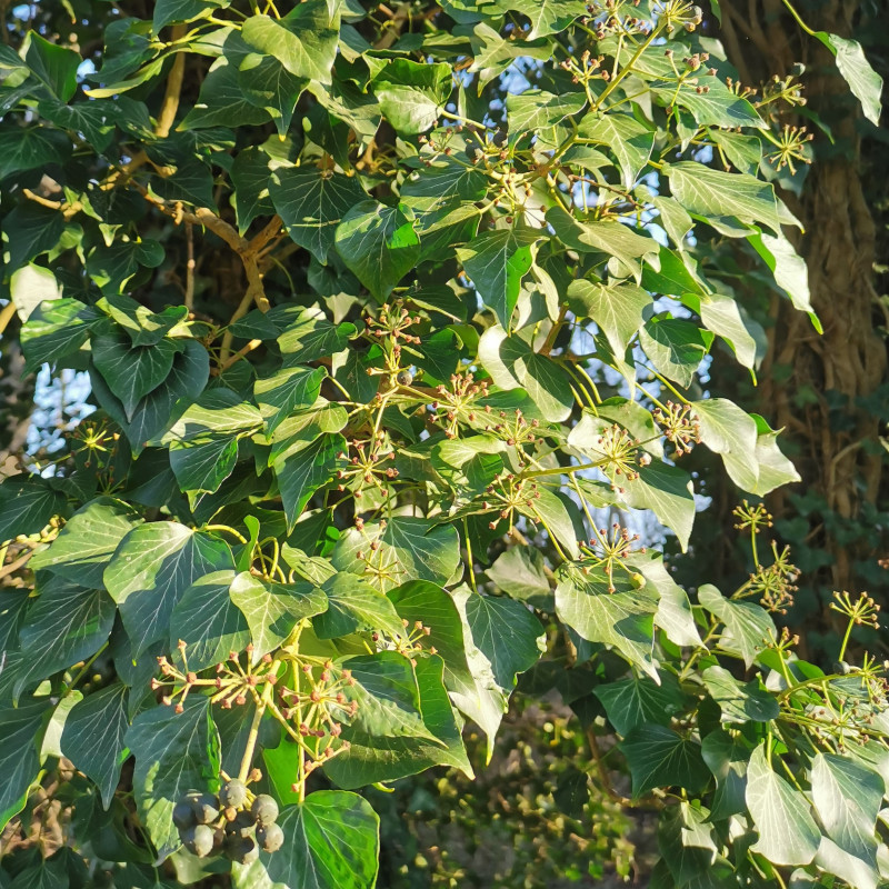 Graines de Lierre commun - Semences de Hedera helix