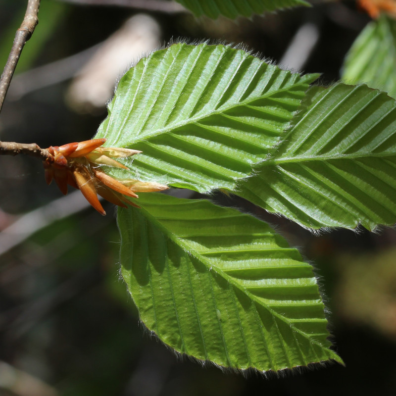 Graines de Hêtre du Japon - Semences de Fagus crenata