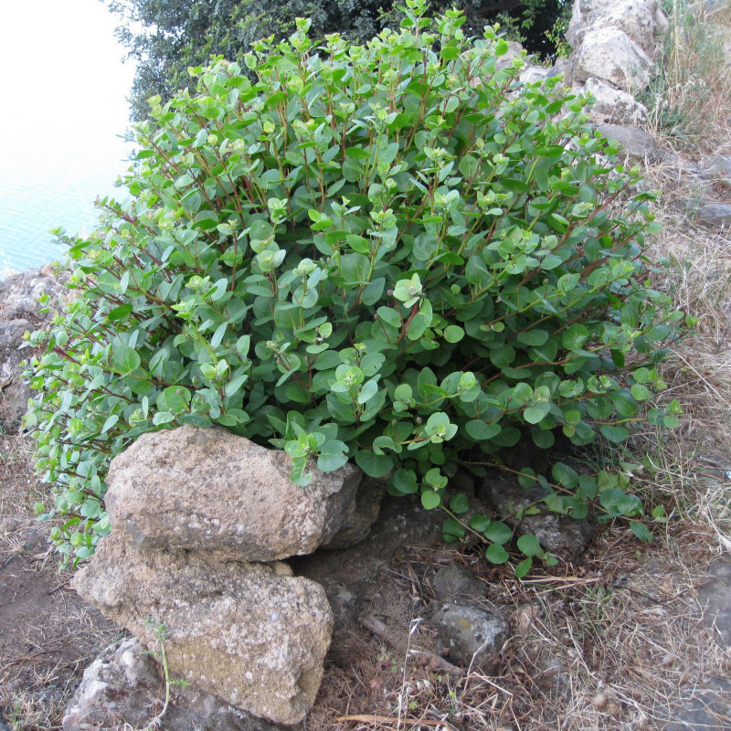 Graines de Câprier commun - Semences de Capparis spinosa