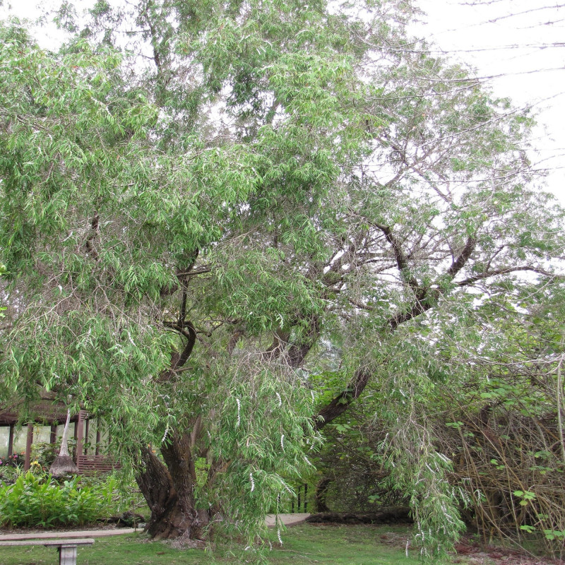 Graines d'Agonis flexuosa - Semences d'Agonis flexuosa