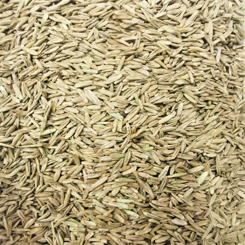 Graines de Ray-grass d'Italie - Semences de Lolium multiflorum