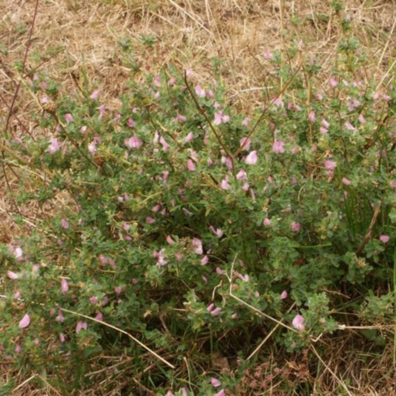 Graines de Bugrane épineuse - Semences d'Ononis spinosa