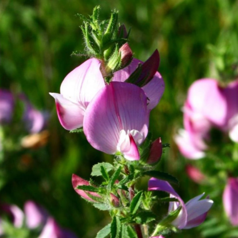 Graines de Bugrane épineuse - Semences d'Ononis spinosa