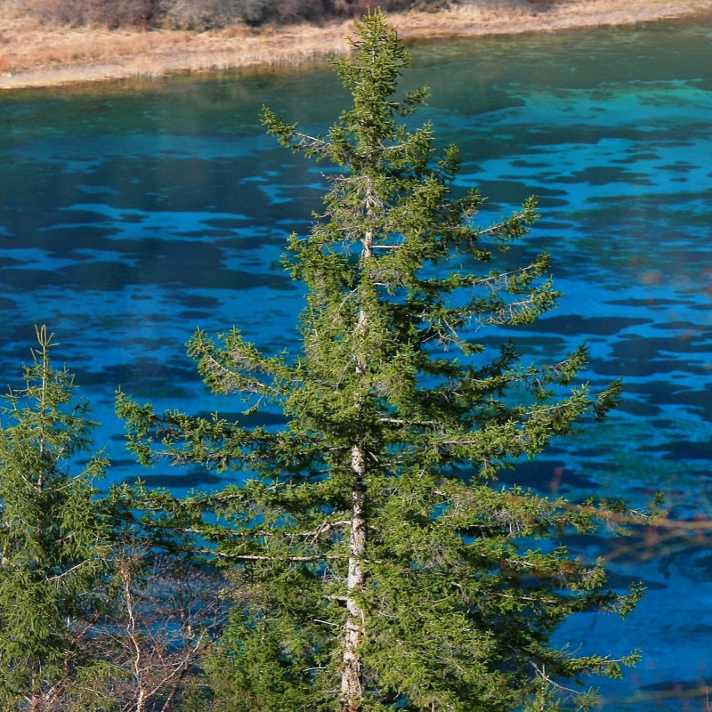 Graines d'Épicéa de Wilson - Semences de Picea wilsonii