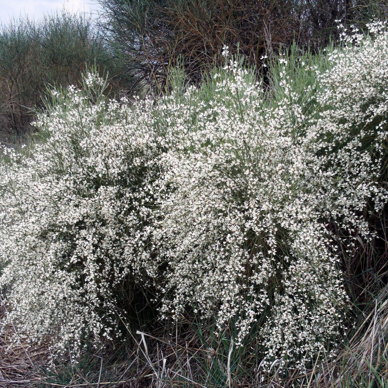 Graines de Genêt blanc - Semences de Genista / Retama monosperma