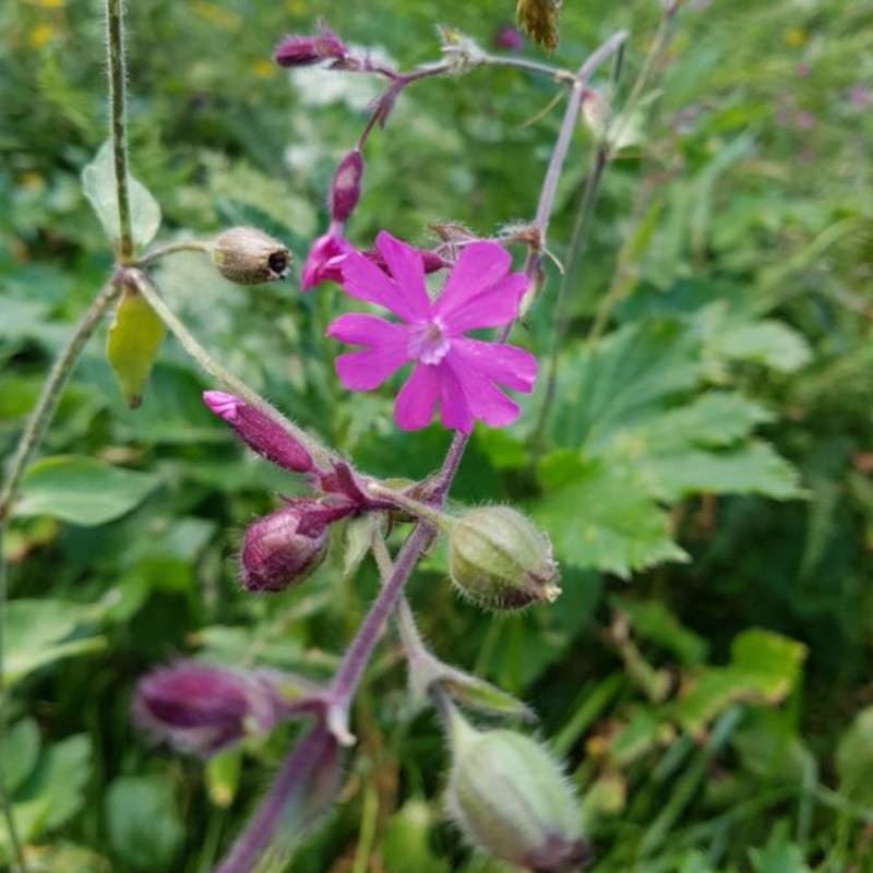 Graines de Compagnon rouge - Semences de Silène dioica - Végétal local