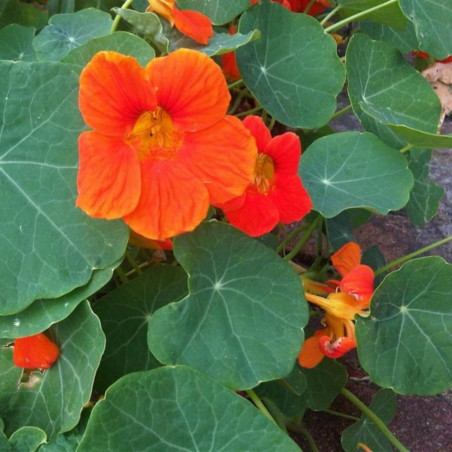 Graines de Capucines - Semences de Tropaeolum majus