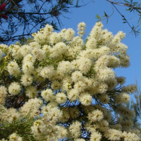 Graines de Myrte à plume blanches - Semences de Melaleuca decora