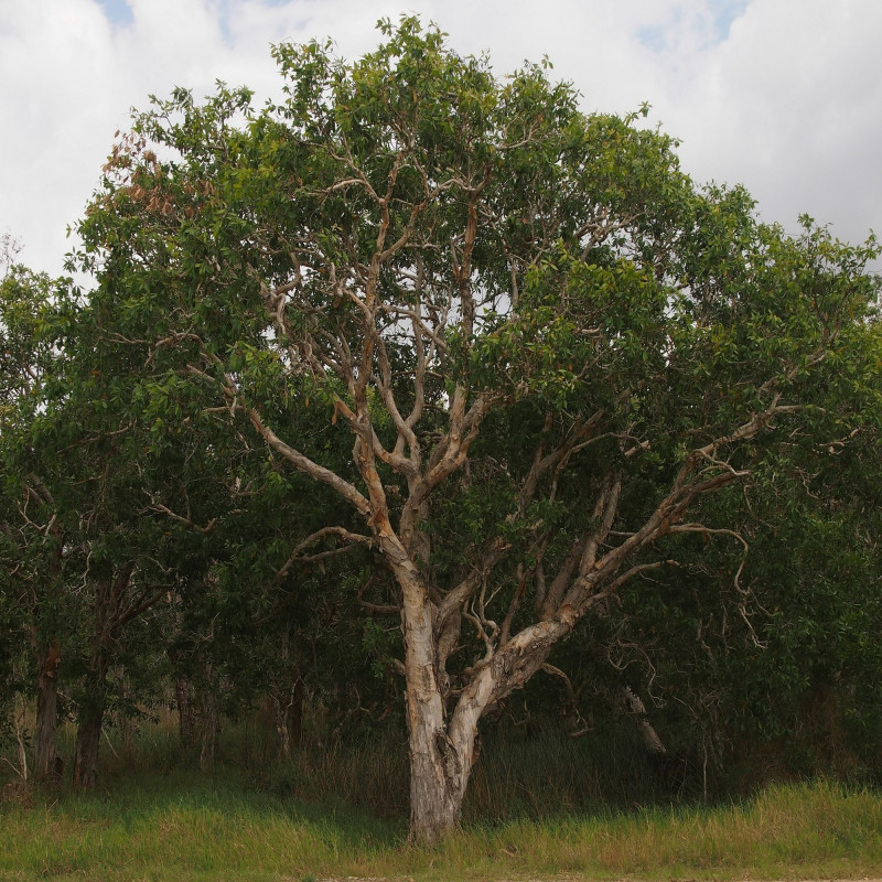Graines de Melaleuca viridiflora