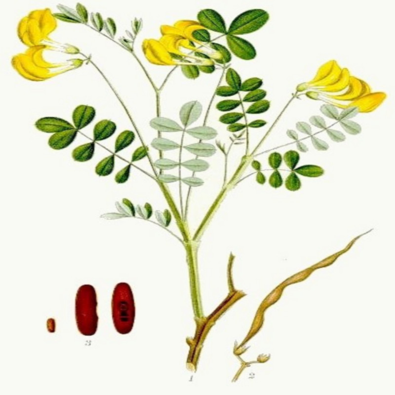 Graines de Coronille des jardins - Semences de Coronilla emerus