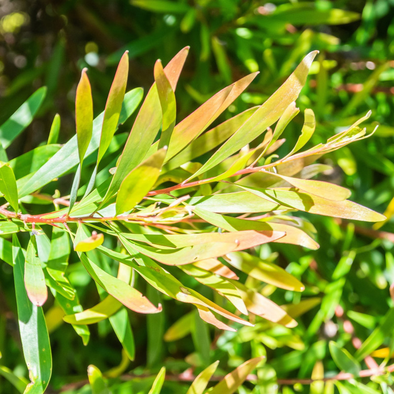 Graines de Hakea à feuilles de saule - Semences de Hakea saligna