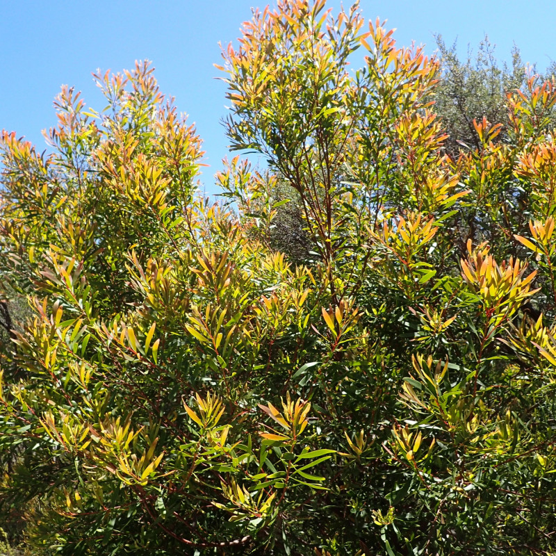 Graines de Hakea à feuilles de saule - Semences de Hakea saligna