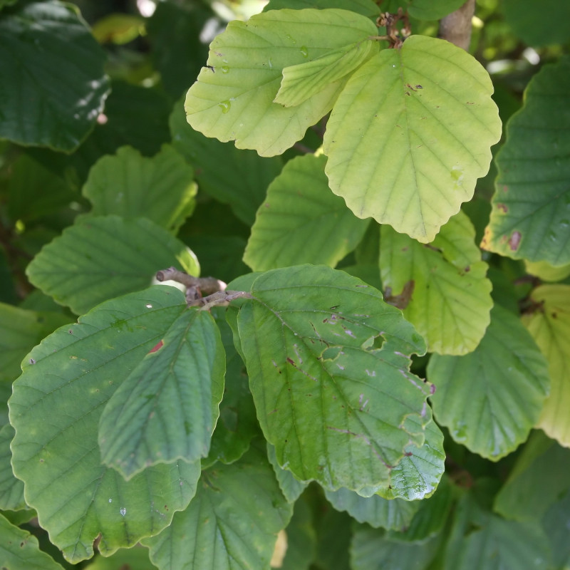Graines d'Hamamelis vernalis