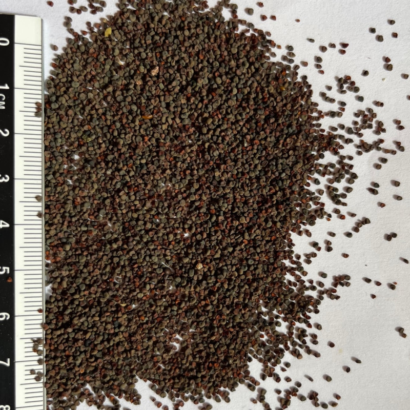 Graines de Silène enflé - Semences de Silene vulgaris - Végétal Local
