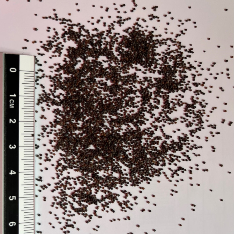 Graines de Thym commun - Semences de Thymus vulgaris