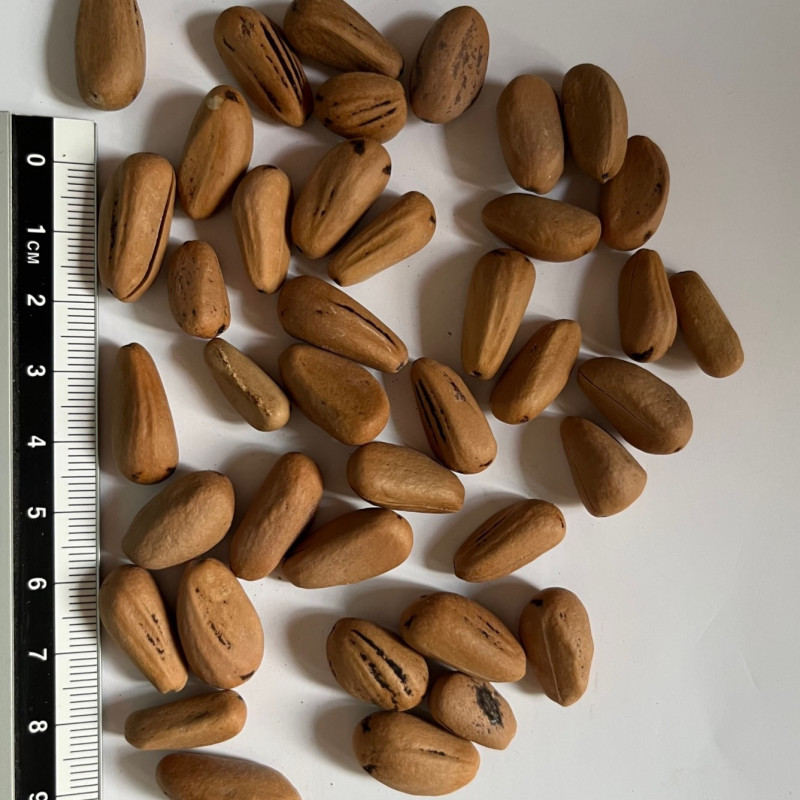 Graines de Pin pignon - Semences de Pinus Pinea