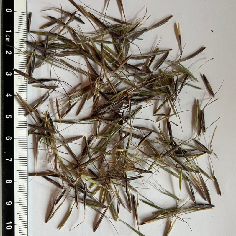 Graines de Vulpie faux-brome - Semences de Vulpia bromoides