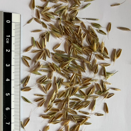 Graines de Brome mou - Semences de Bromus hordeaceus