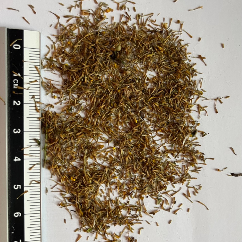 Graines de Séneçon jacobée, Séneçon de Jacob - Semences de Senecio ...