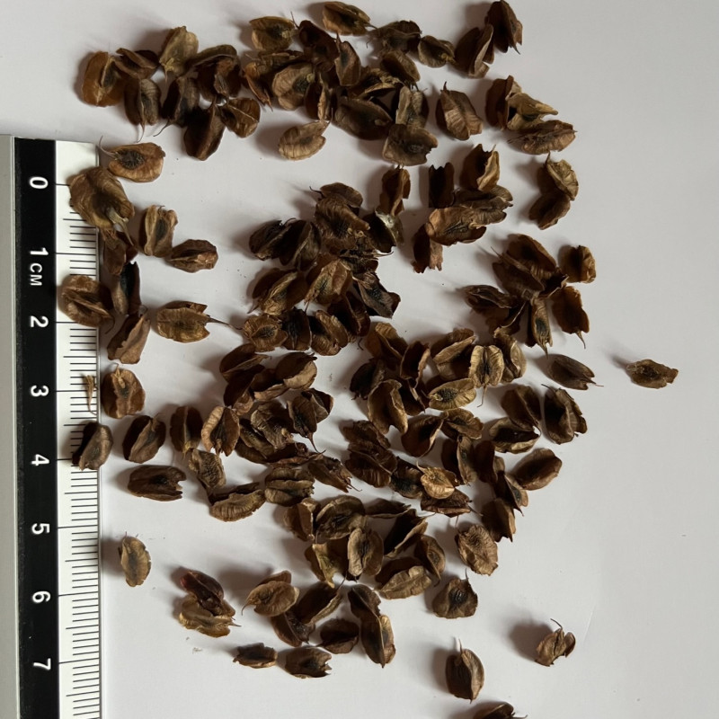 Graines de Rhubarbe Victoria - Semences de Rheum rhabarbarum 'Victoria'