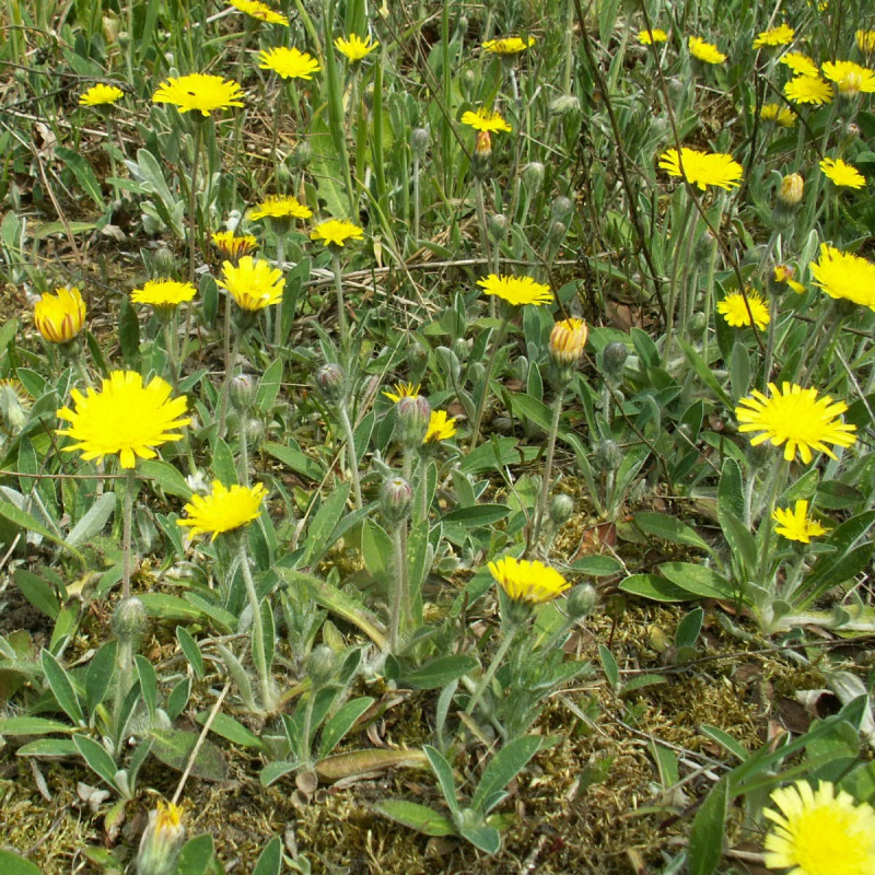 Graines de Piloselle, Épervière piloselle - Semences d'Hieracium ...