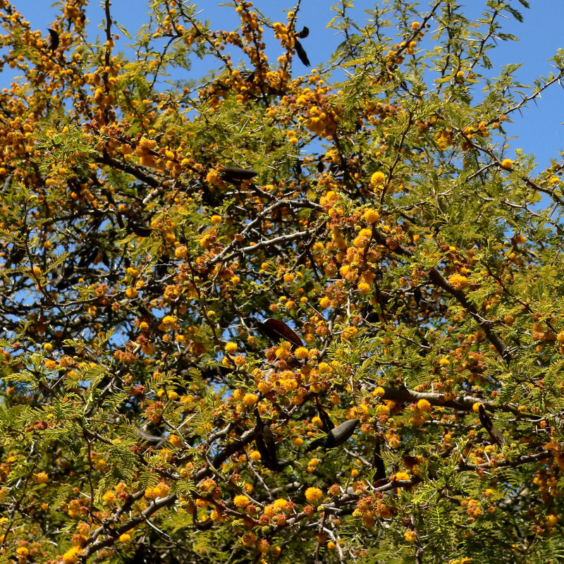 Graines d'Acacia caven - Semences de Vacchelia caven