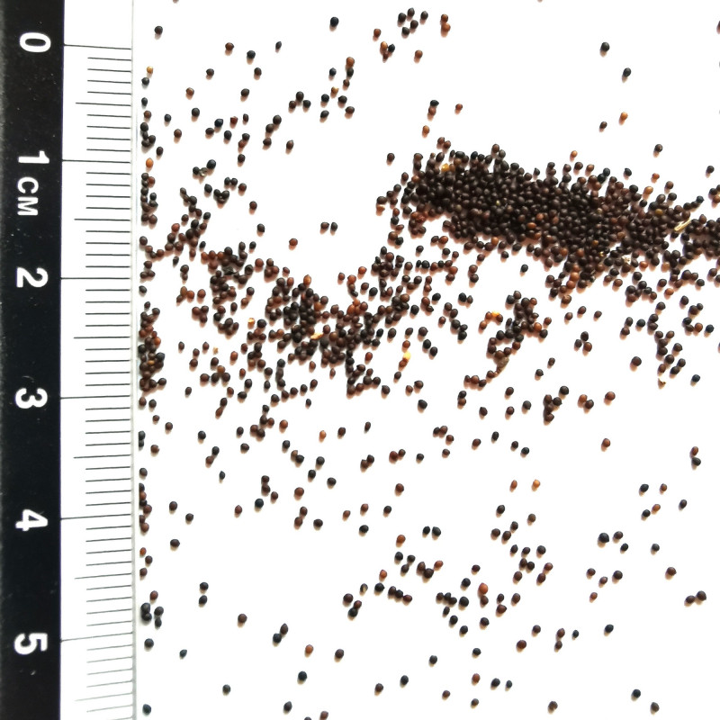 Graines de Thym d'Espagne - Semences de Thymus zygis