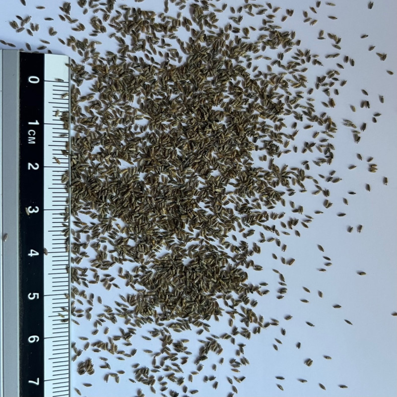 Graines Hélénium d'automne - Semences d'Helenium autumnale