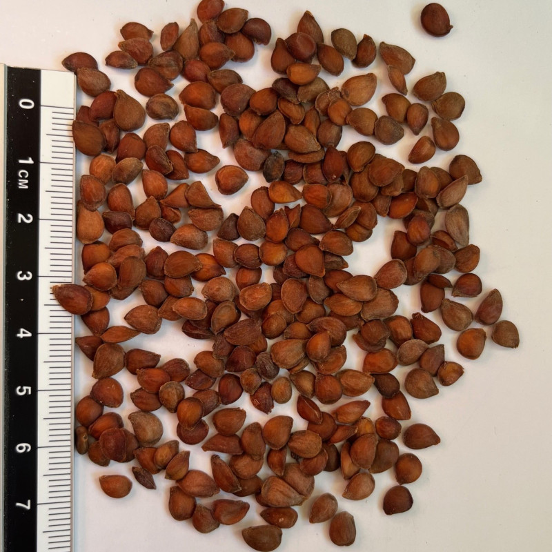 Graines de Cormier - Semences de Sorbus domestica
