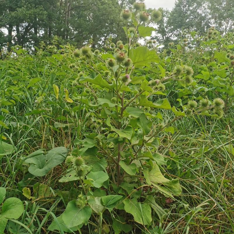 Graines de Grande bardane, officinale - Semences d'Arctium lappa