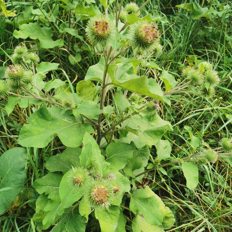 Graines de Grande bardane, officinale - Semences d'Arctium lappa