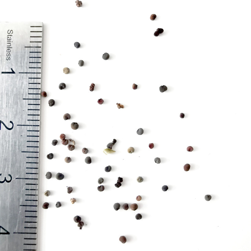 Graines de Compagnon rouge - Semences de Silene dioica