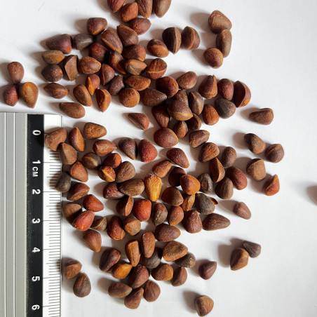 Graines de Pin nain de Sibérie - Semences de Pinus pumila