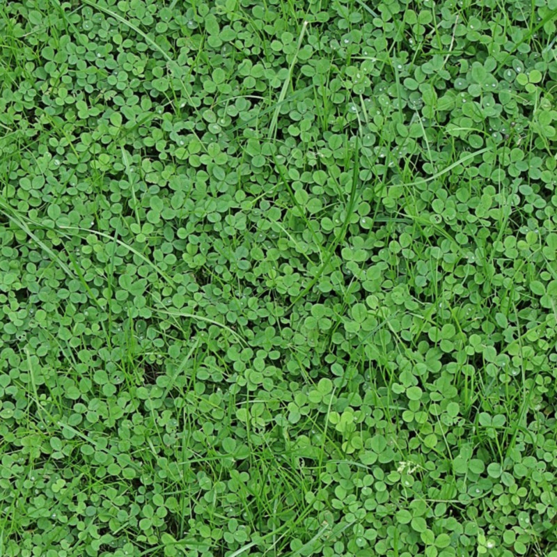 Graines de trèfle nain - Semences de Trifolium repens Microtrefle