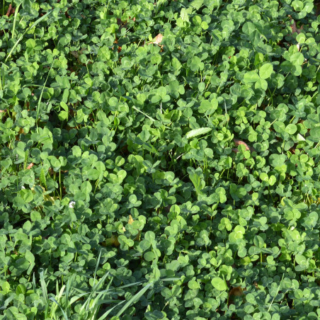Graines de trèfle nain - Semences de Trifolium repens Microtrefle