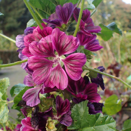 Graines de Mauve de Mauritanie - Semences de Malva sylvestris ssp Mauritiana
